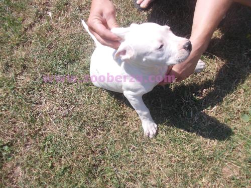 na prodaju stenci dogo argentino    0694048884