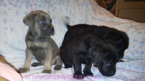 cane corso stenci