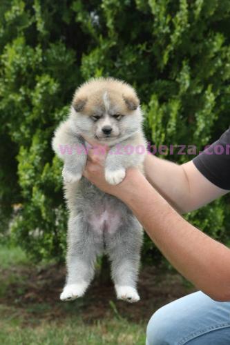 Akita inu Hachiko stenci