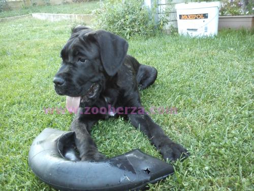 cane corso zenka