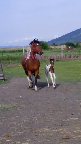 Kobila i zdrebe