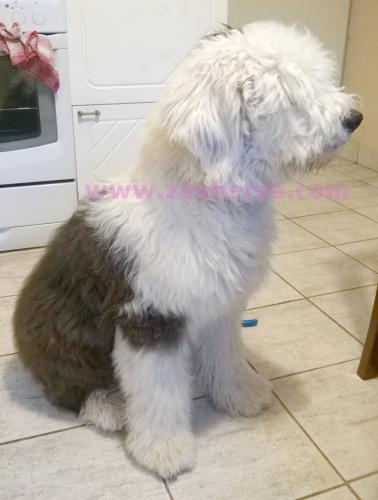 Bobtail Bobtejl Old English Sheep Dog Staroengleski ovčar