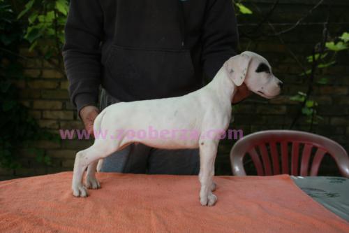 Dogo Argentino stenci