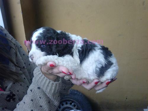 Lagotto romagnolo