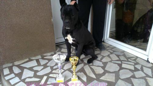 Cane Corso