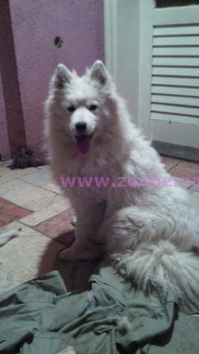 Samojed