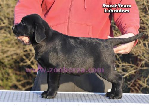 Stenci labrador retrivera (zenke)