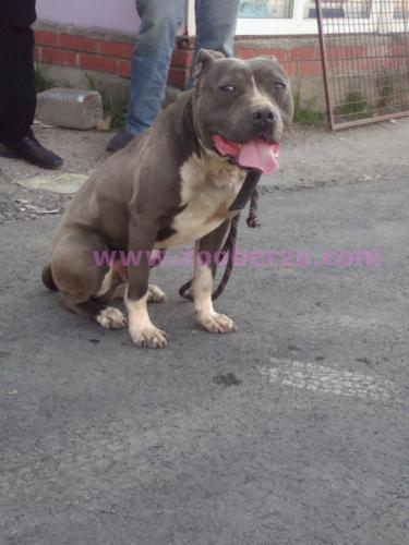 Blue pitbull