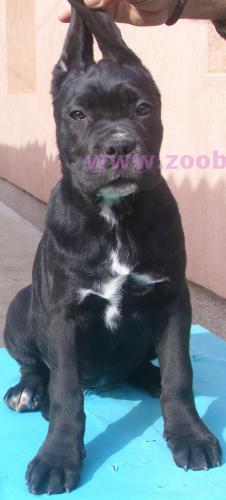 cane corso zenka