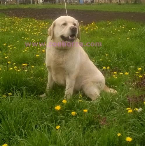 Labrador Retriver muzjak