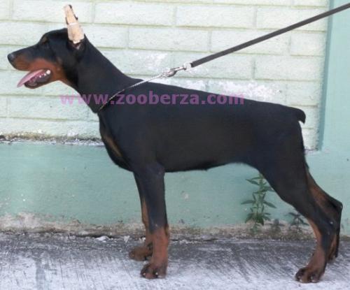 Doberman 2 Ženke - 5,5 Meseci