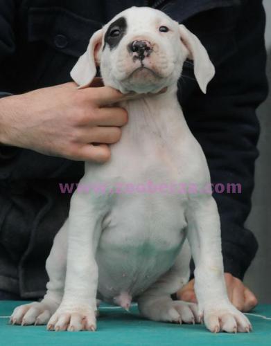 Dogo argentino stenad