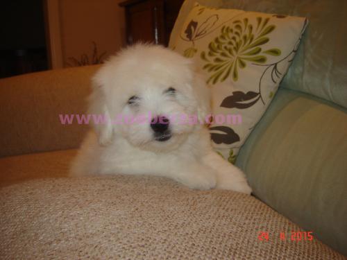 COTON DE TULEAR PRODAJA