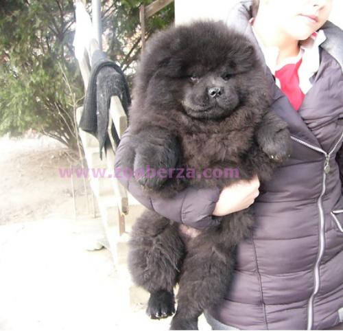 Cau Cau - chow chow