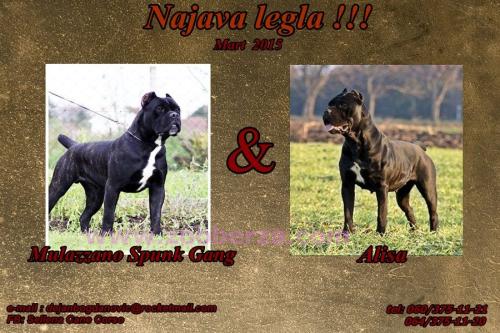 Cane Corso najava legla