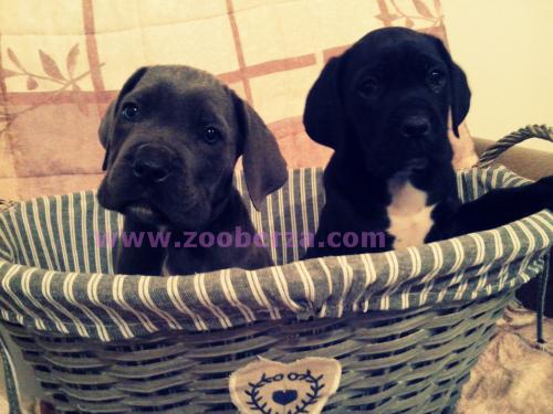 Cane Corso stenci