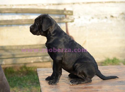 Cane Corso stenci