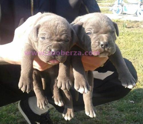 Na prodaju stenci Cane Corso