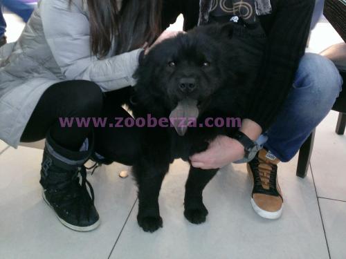 black chow chow