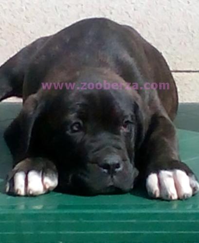 Cane Corso štenci na prodaju