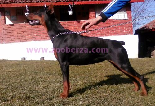 Doberman zenka