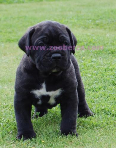 Kupujem Cane Corso Stence Hitno