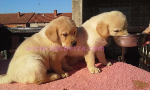 stenci labrador retriver