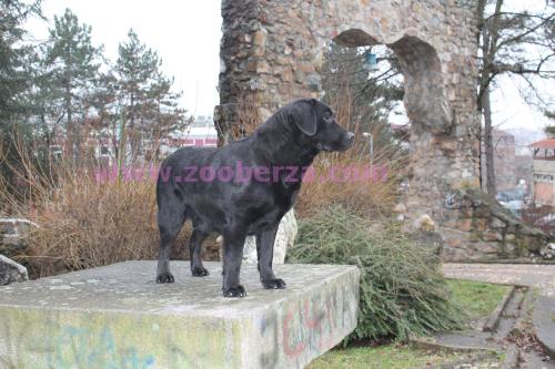 labrador zenka