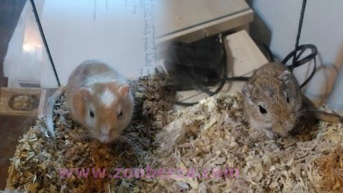 Mongolski gerbil (skocimis)