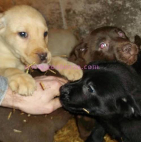 LABRADOR RETRIVER