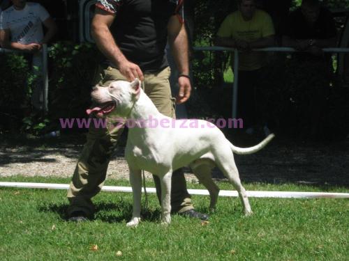 Dogo argentino muzjak u suvlasnistvo