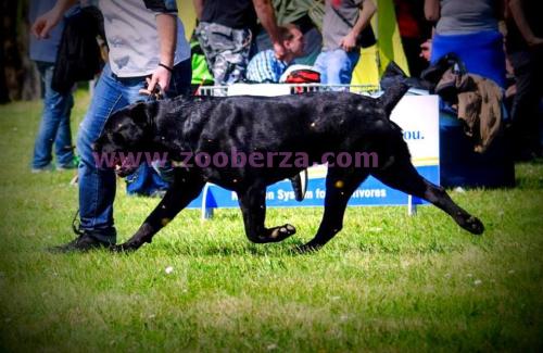 Cane corso stenad - Povoljno