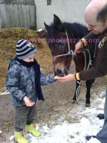 zdrebe staro 6 meseci