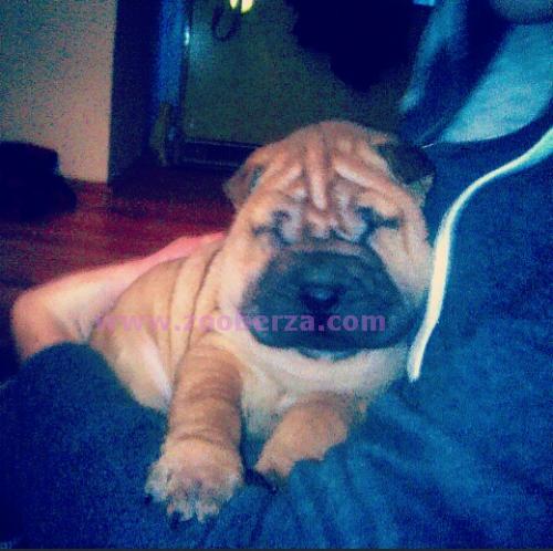 Shar Pei stene