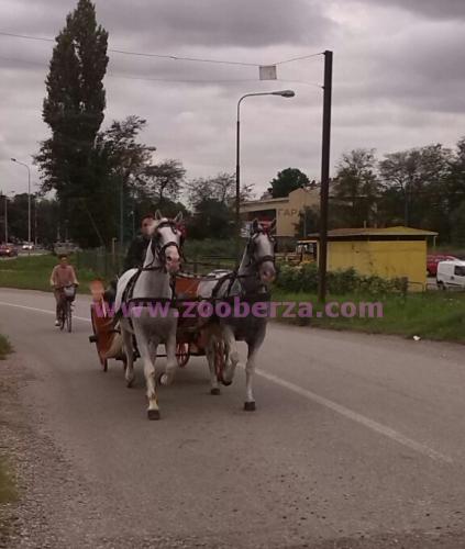 pastuv i kobila