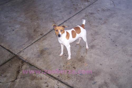 Jack Russell Terrier