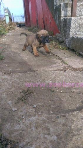 Cane Corso stenci sampionskog porekla