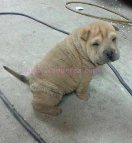 Shar pei-kineski