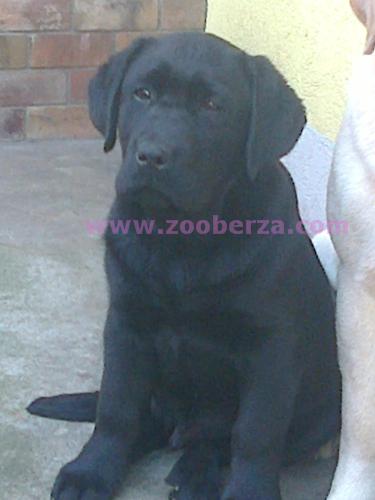 Labrador retriver