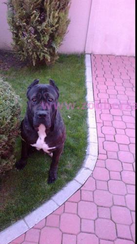 cane corso