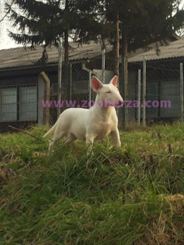 Bull Terrier stenci