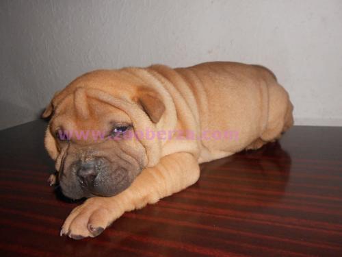 Shar pei stenad prodaja