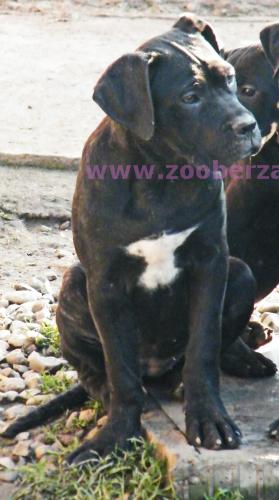 Cane Corso zenka - odgajivacnica Corso Imperium