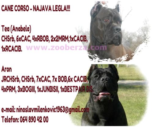 Cane Corso - Šampionsko leglo!