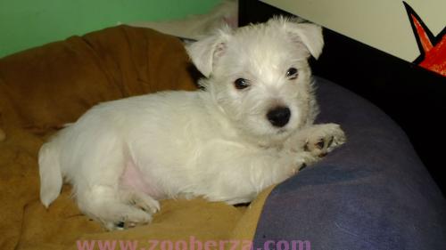 Westie stenci