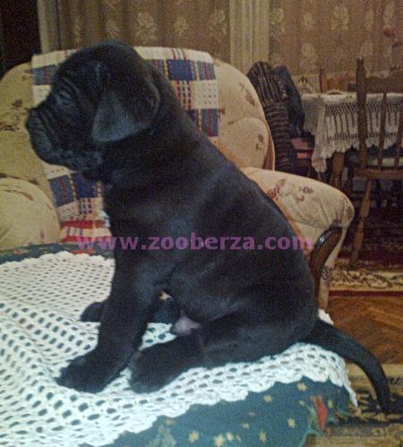 Cane Corso