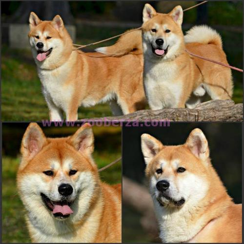 Akita inu