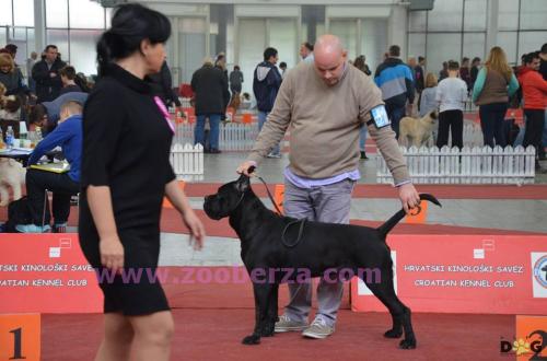 Cane Corso stenci