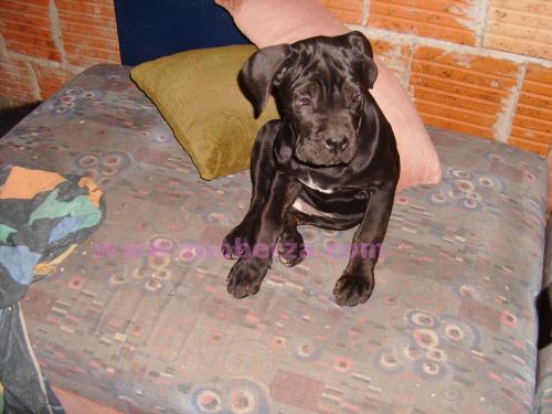 Cane Corso Beograd