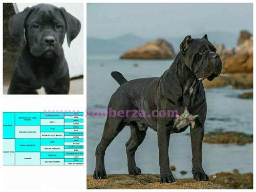 Cane Corso Stenad - odgajivacnica Corso Imperium